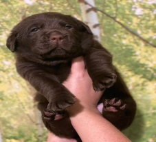 SPLENDIDI CUCCIOLI DI LABRADOR RETRIEVERS CHOCOLATE